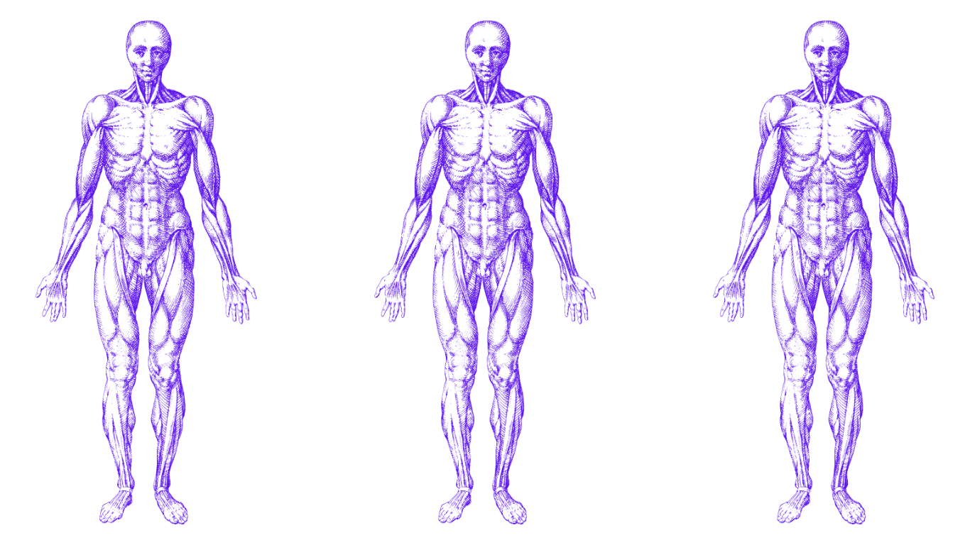 5 Essential Anatomy Insights For Better Health