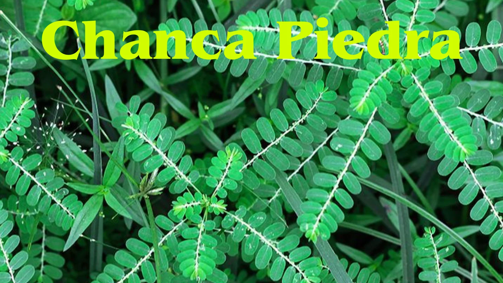 1 Of Amazing Chanca Piedra Or Phyllanthus Niruri