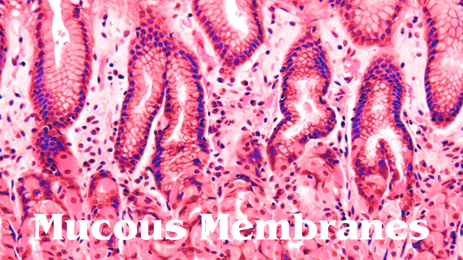 Boost Mucous Membranes Health: 7 Shocking Facts