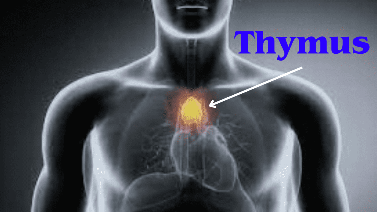 5 Unique Ways Thymus Health Boosts Your Vitality