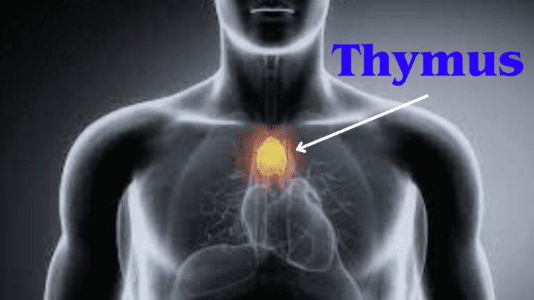 5 Unique Ways Thymus Health Boosts Your Vitality