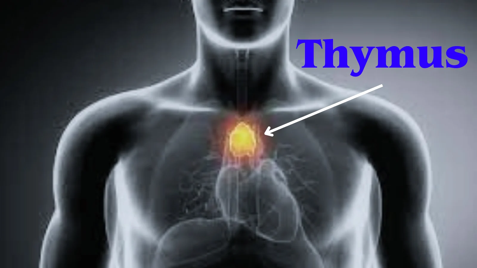 5 Unique Ways Thymus Health Boosts Your Vitality