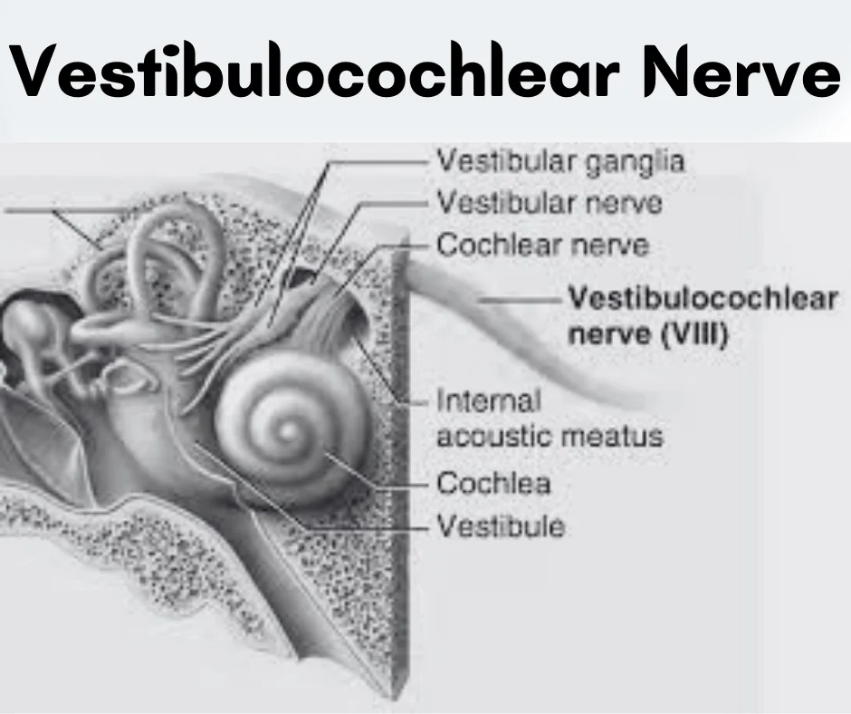Vestibulocochlear Nerve: 7 Shocking Facts Revealed