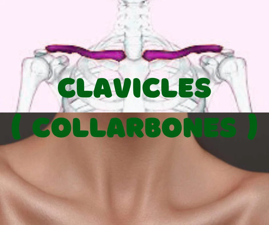 Clavicles Strength: 7 Shocking Facts You Must Know